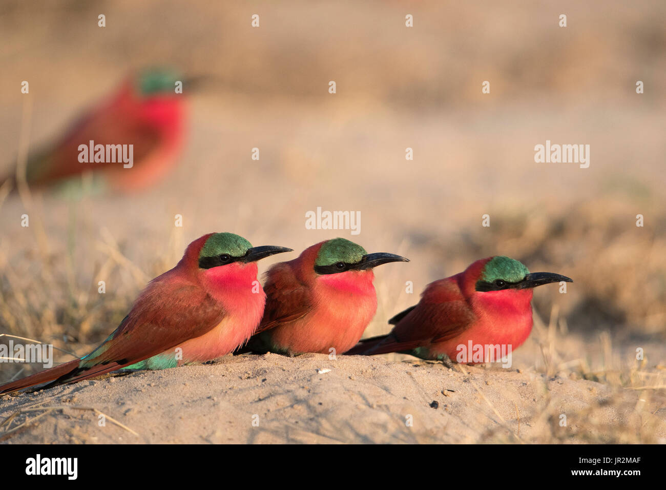 Carmine bee-eater (Merops nubicoides), sitting on the ground, breeding ...