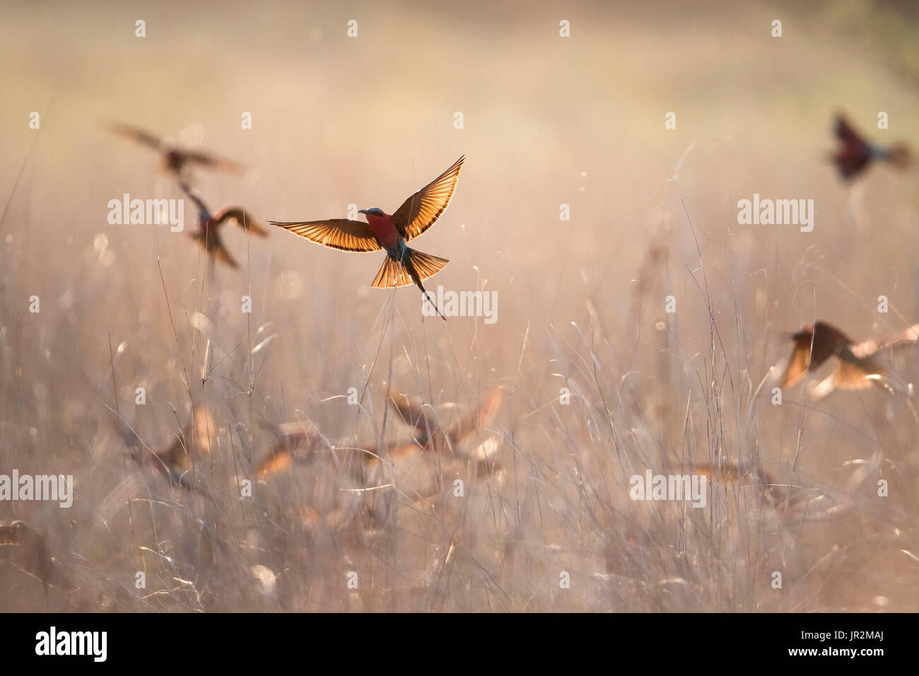 Carmine bee-eater (Merops nubicoides), in flight, breeding colony at ...