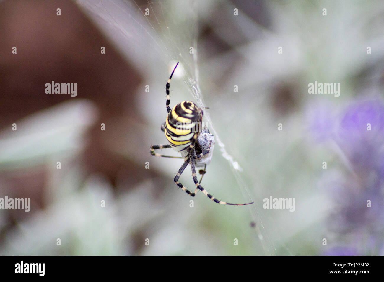 Hunting wasp spider Stock Photo - Alamy