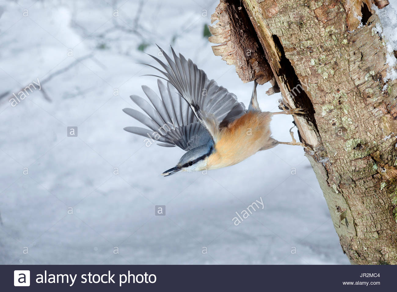 Nuthatch Sitta Europaea In Flight Stock Photos & Nuthatch Sitta ...