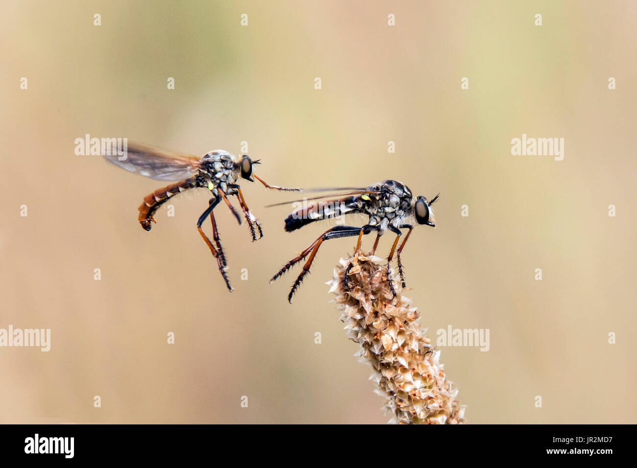 Robber fly (Heteropogon sp), (Heteropogon manicatus without a doubt ...