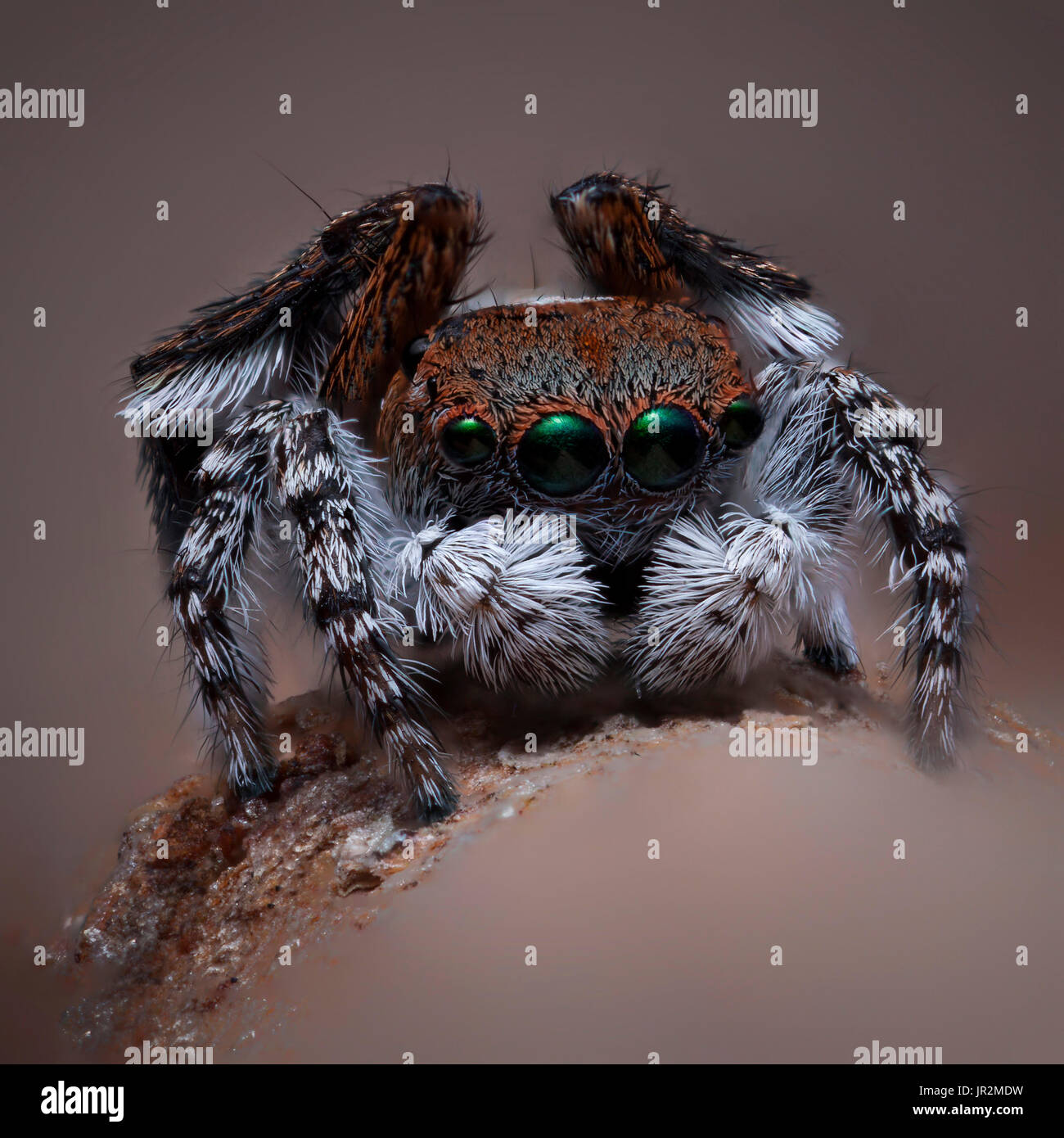 A male Maratus pardus "Peacock jumping spider Stock Photo - Alamy