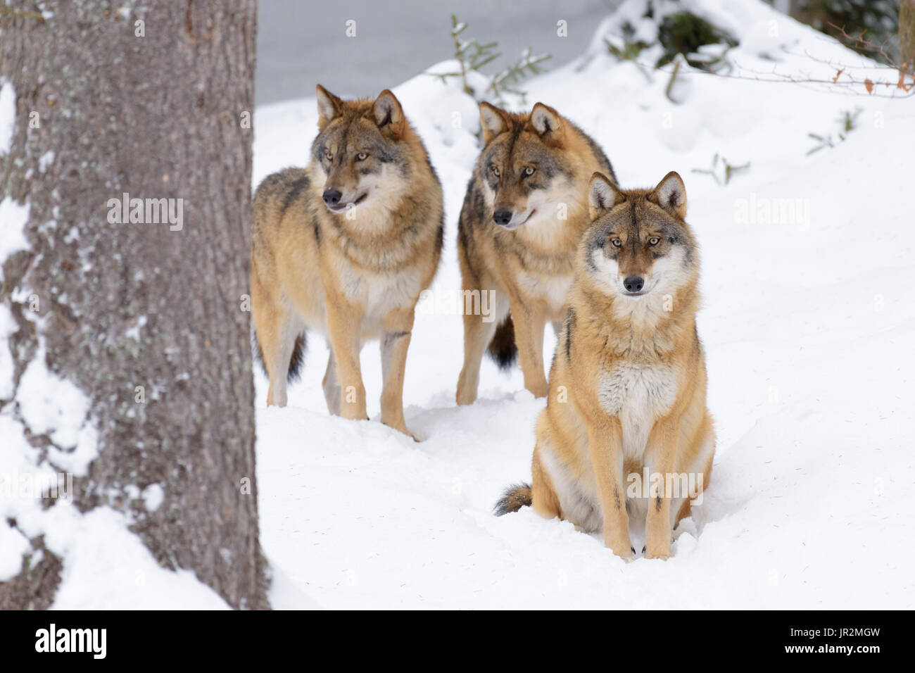 European Wolves, Canis lupus, Bavarian Forest National Park, Germany ...