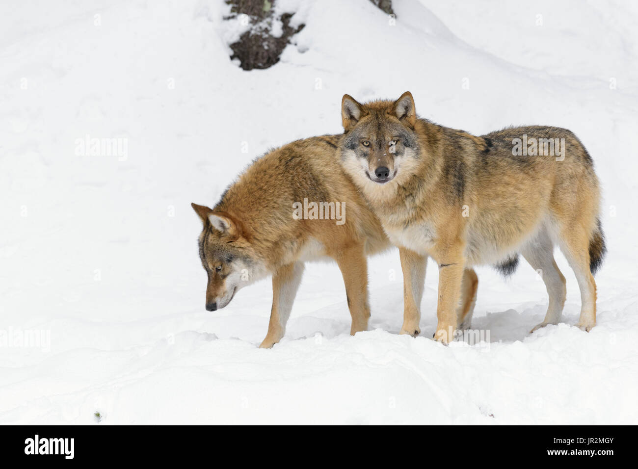 European Wolves, Canis lupus, Bavarian Forest National Park, Germany ...