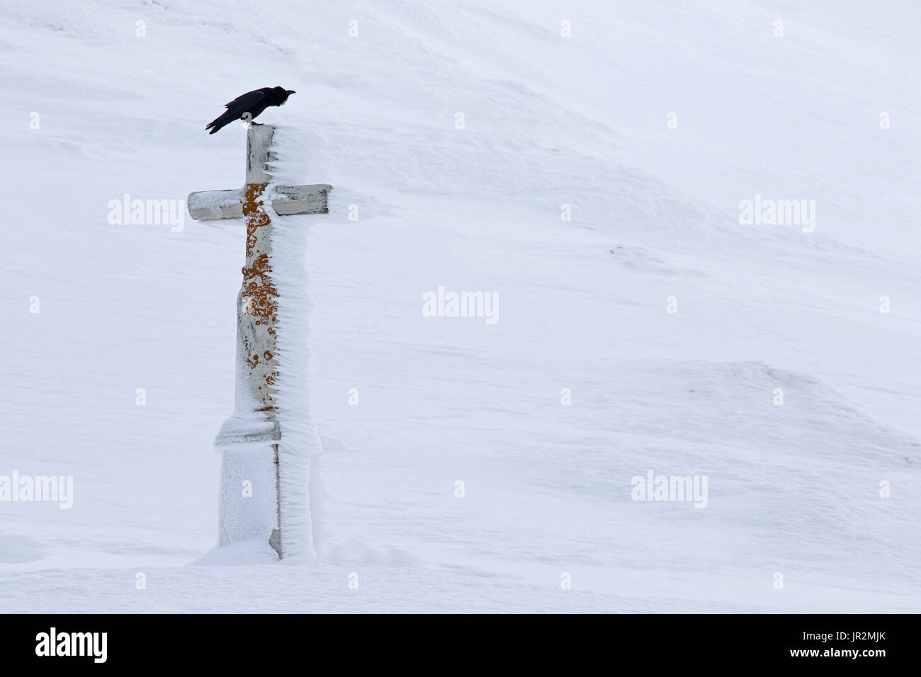 Raven (Corvus corax) in flight on a stone cross, Valais Alps ...