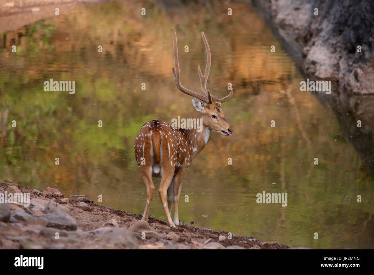 Axis deer (Axis axis) male, India Stock Photo - Alamy