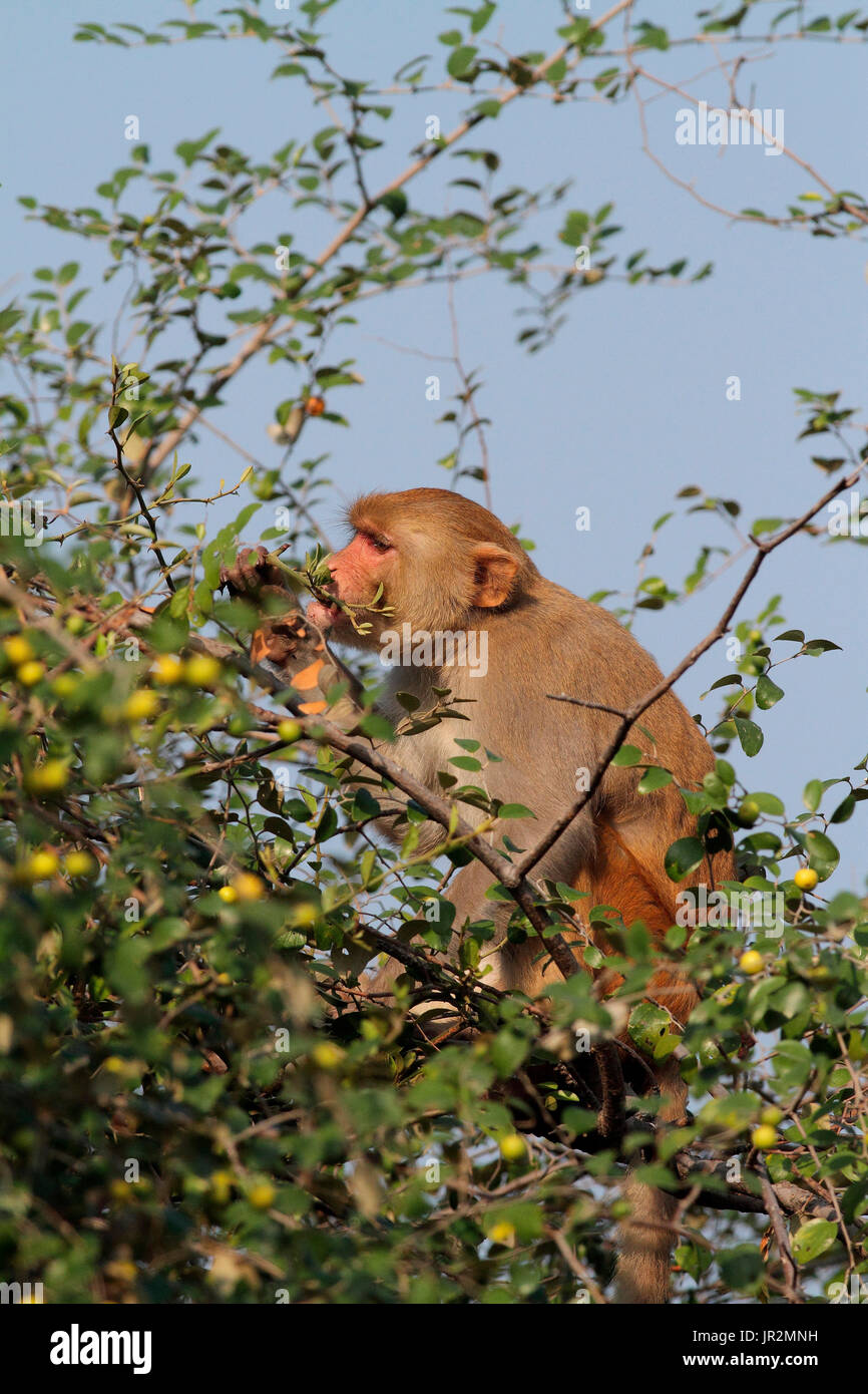 India macaca mulatta primate old world rhesus monkey macaque hi-res stock photography and images ...