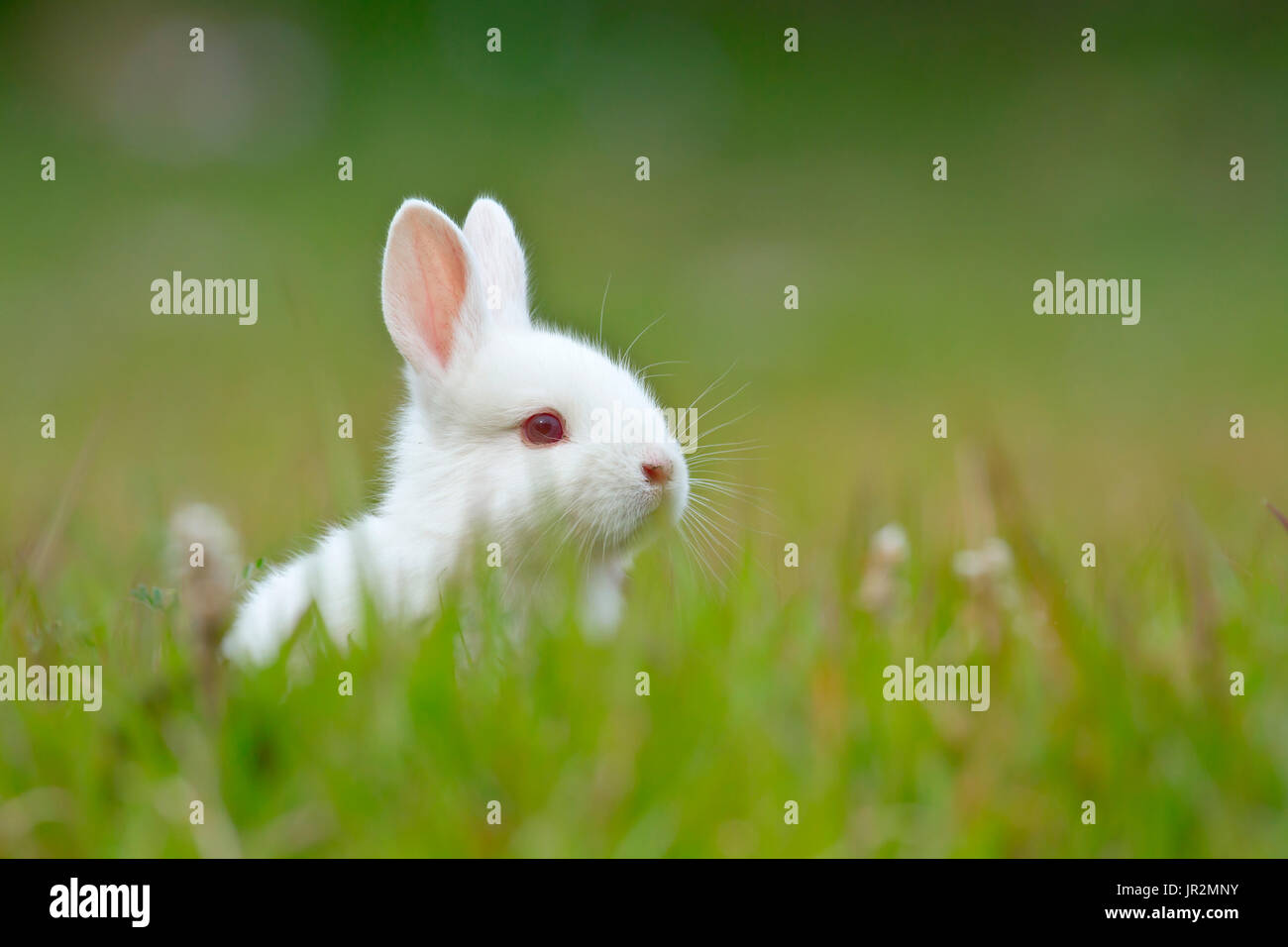 White baby rabbit in grass Stock Photo - Alamy