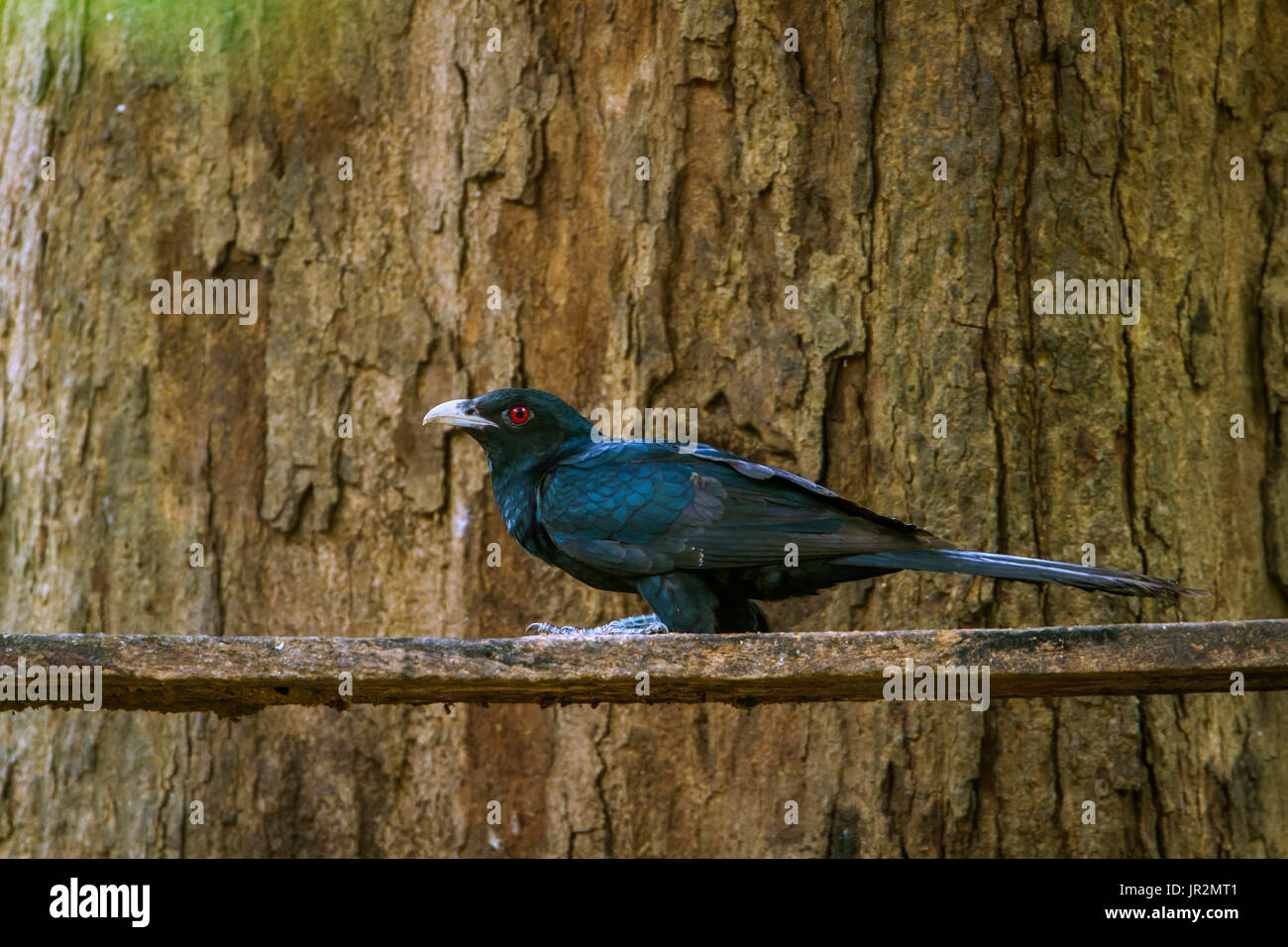 Asian koel (Eudynamys scolopaceus) on a board, Minneriya national park ...