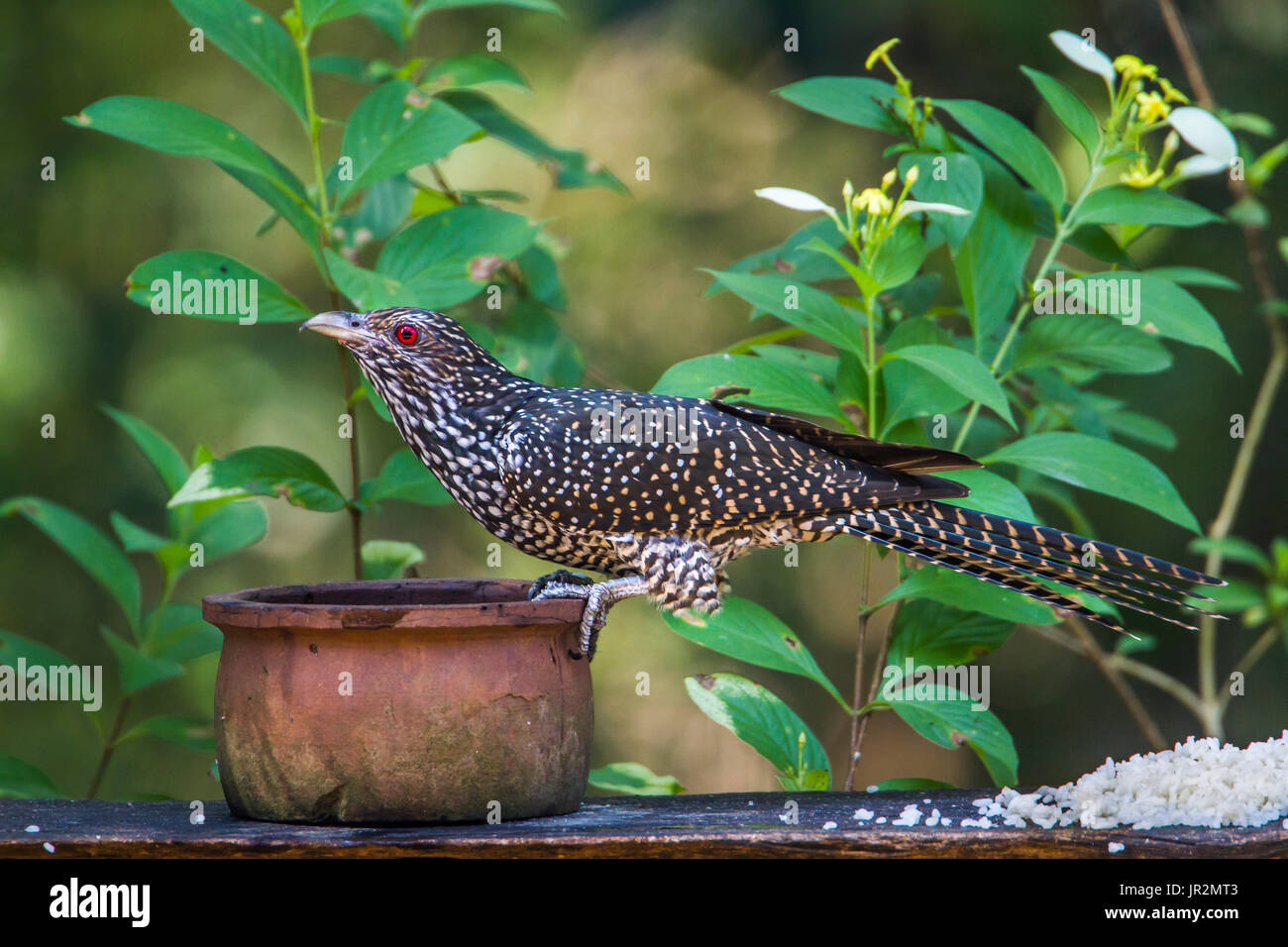 Asian koel (Eudynamys scolopaceus) on a pot, Minneriya national park ...