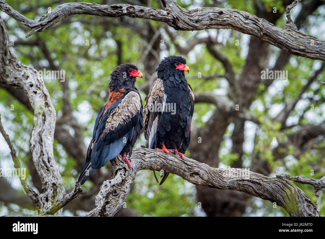 Bateleur Eagle (Terathopius ecaudatus) couple on a branch, Kruger ...