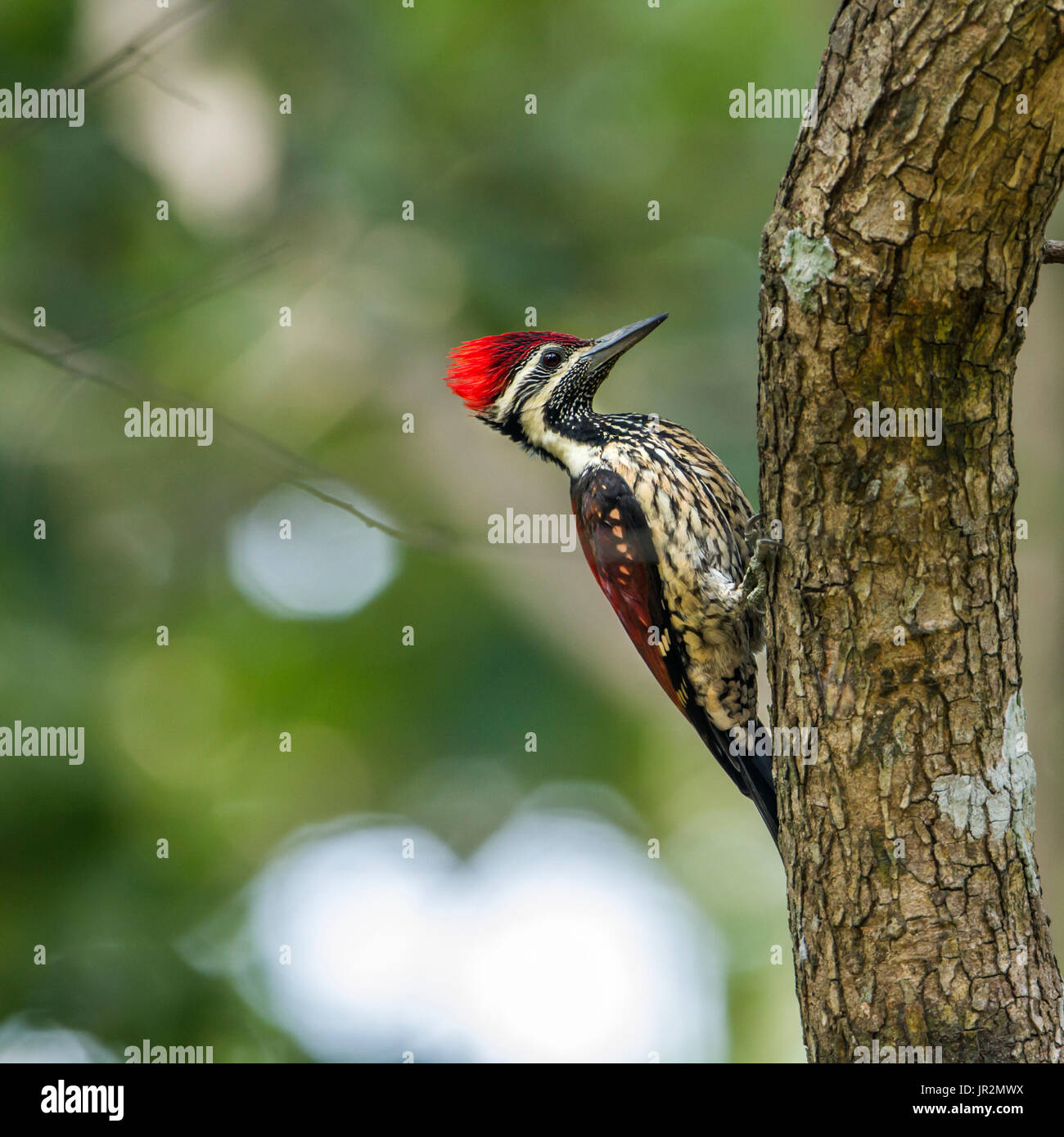 Black-rumped flameback (Dinopium benghalense) on a trunk, Minneriya ...