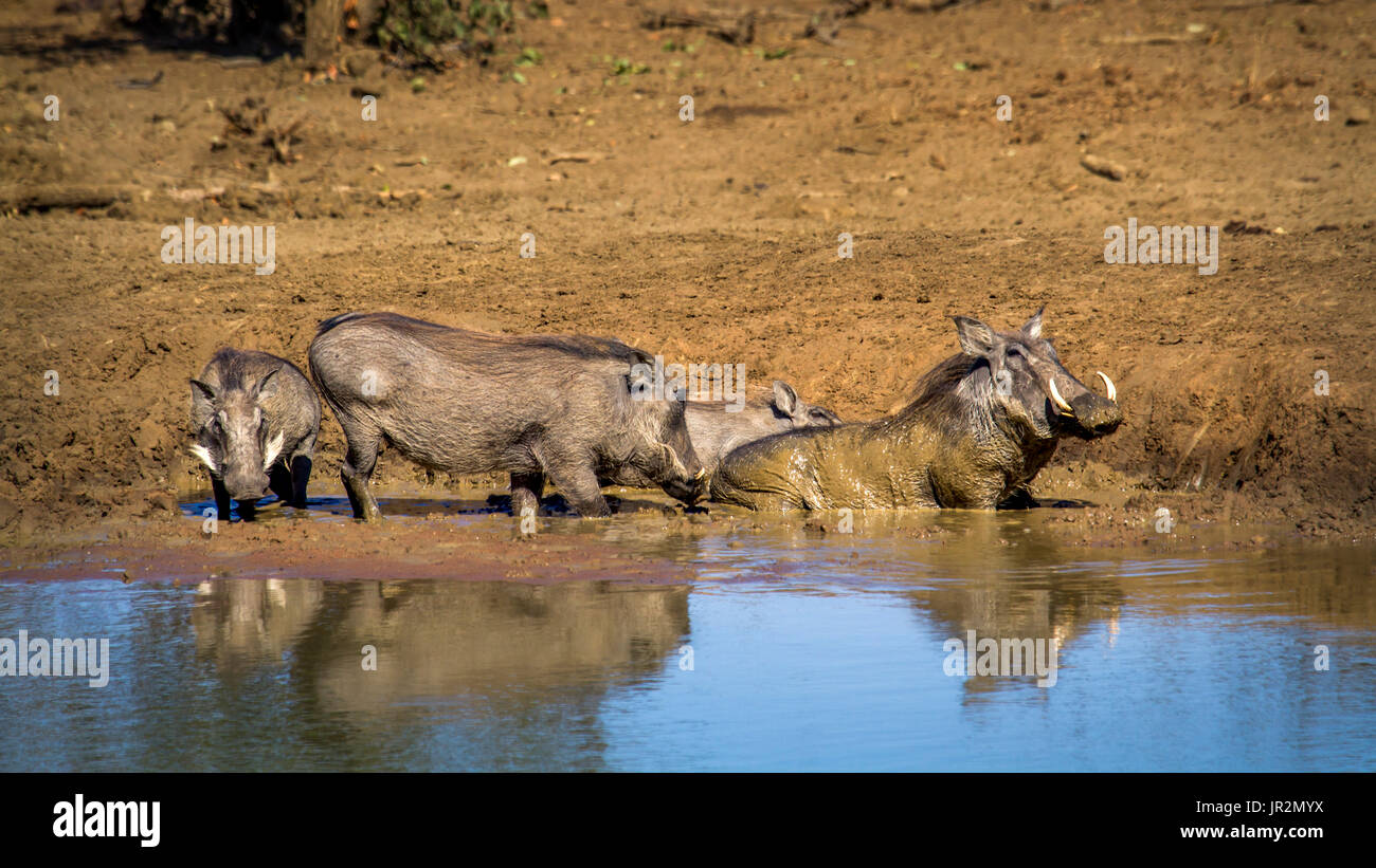 Common warthog (Phacochoerus africanus) in water, Kruger National park ...