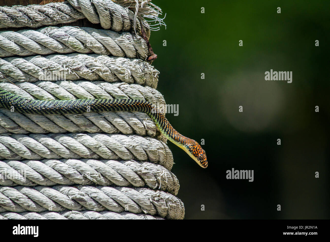Golden flying snake (Chrysopelea ornata), Ko Adang, Tarutao, Thailand ...