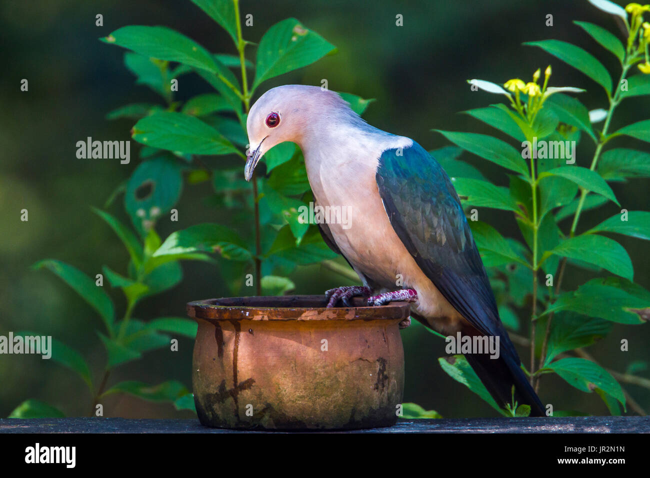 Green imperial Pigeon (Ducula aenea) on a pot, Minneriya national park ...