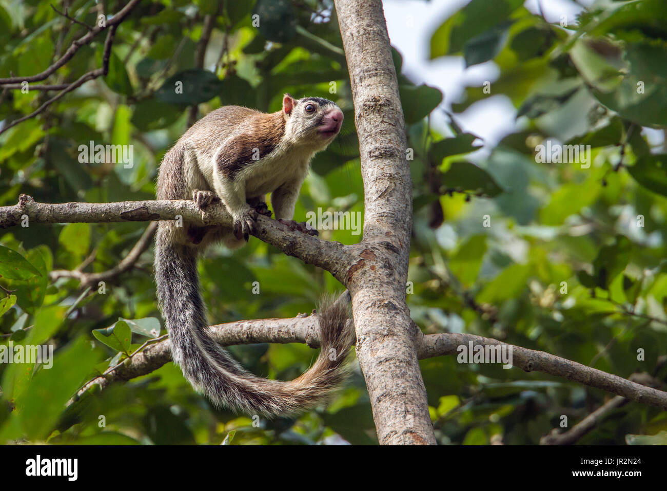 Grizzled Giant Squirrel