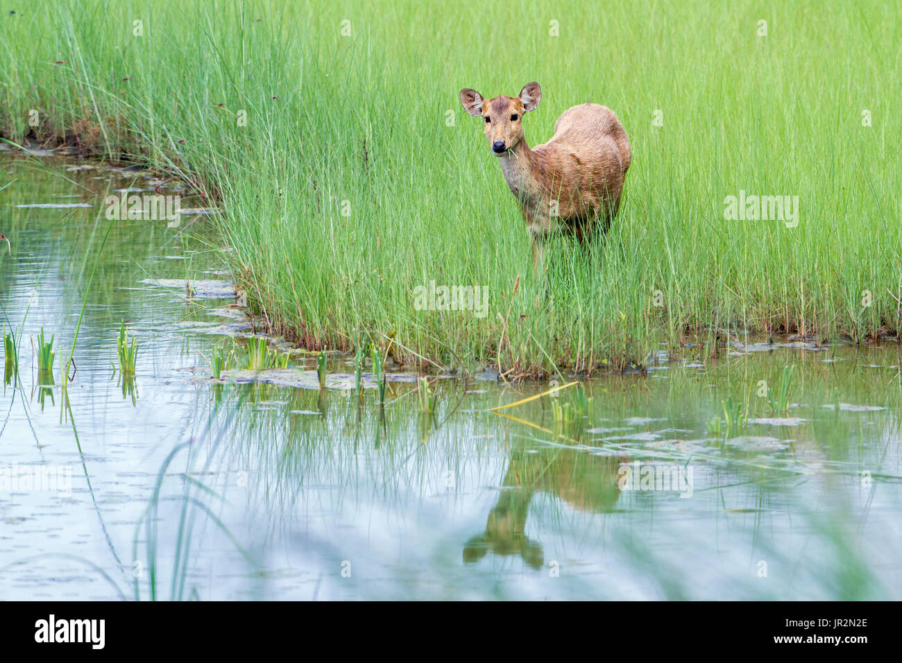 Hog Deer (Axis porcinus) on bank, Bardia national park, Nepal Stock ...