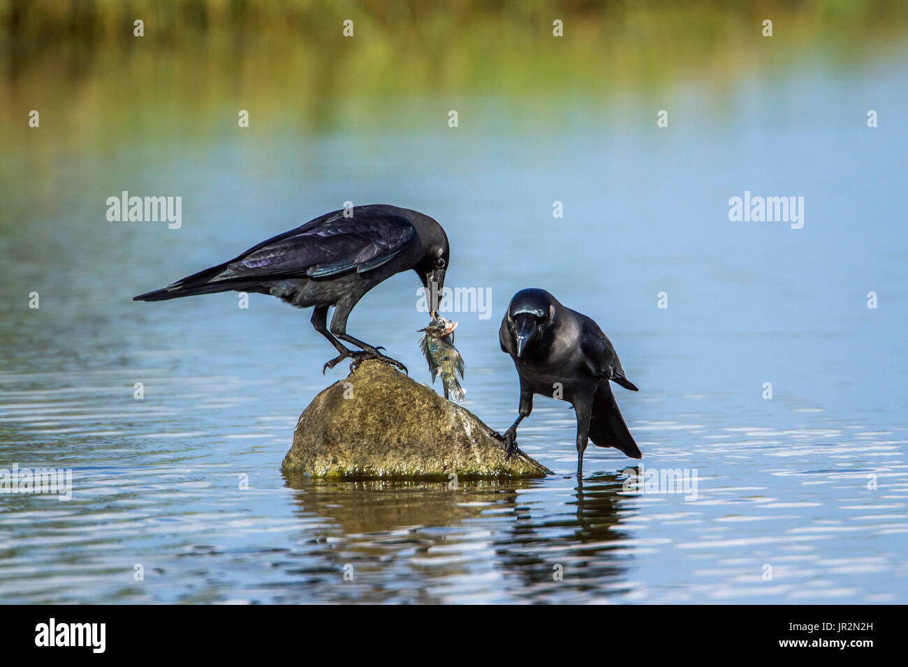 House crows (Corvus splendens) eating a fish on rock, Arugam bay lagoon ...