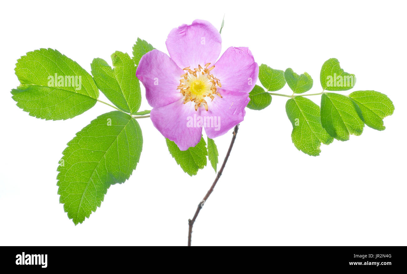 Prickly rose rosa acicularis hi-res stock photography and images - Alamy