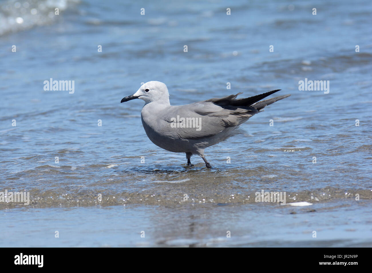 Grey gull leucophaeus modestus hi-res stock photography and images - Alamy