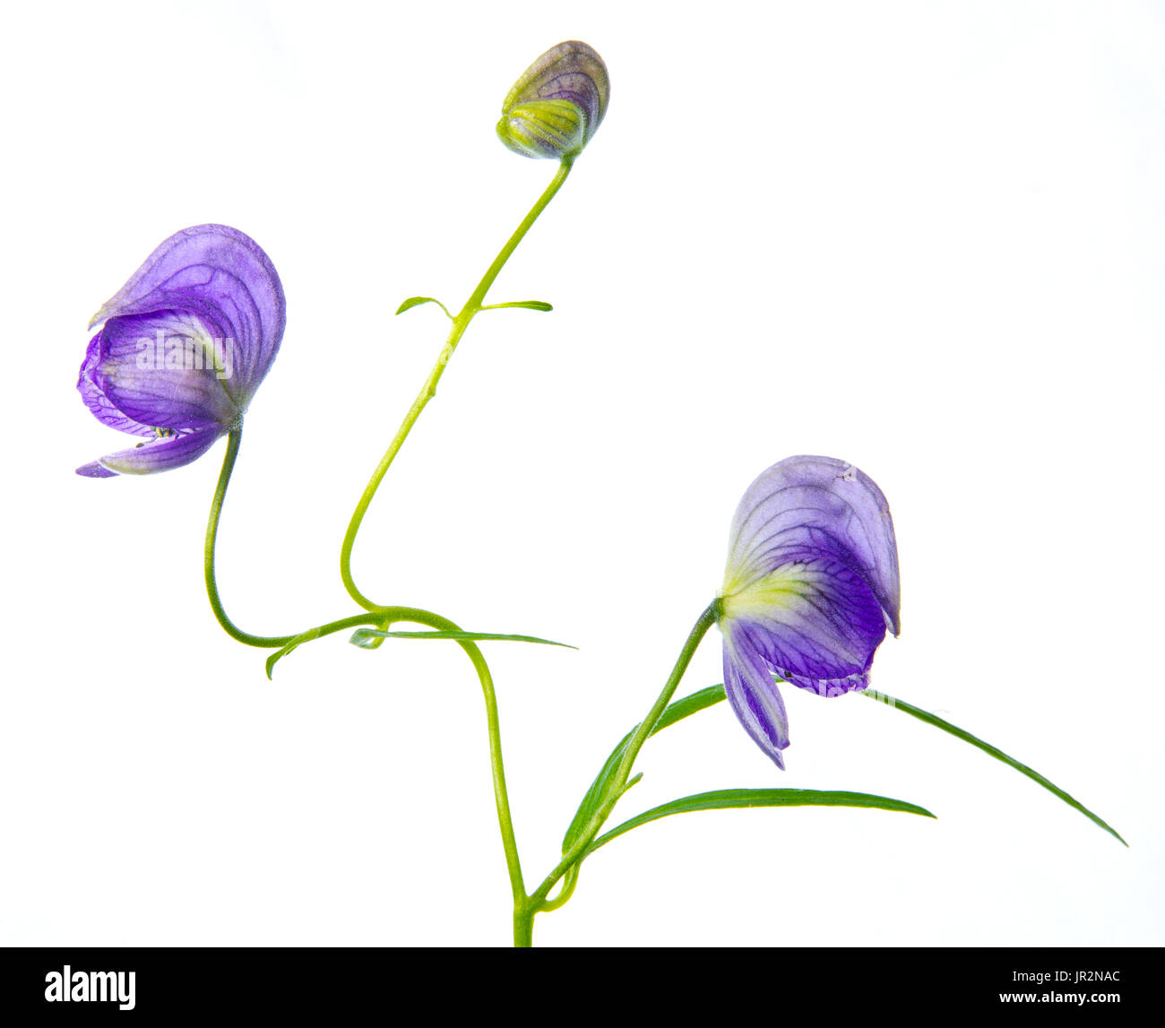 Monks hood flower hi-res stock photography and images - Alamy
