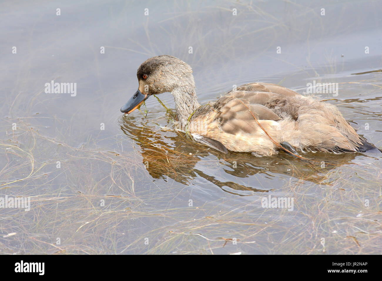 Laguna morales hi-res stock photography and images - Alamy