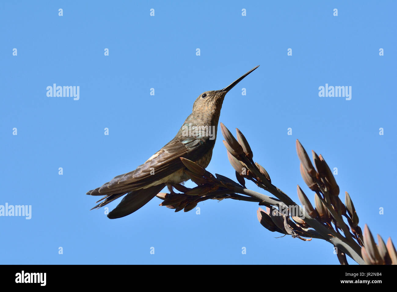 Giant hummingbird (Patagona gigas), Viña del Mar, V Valparaiso Region ...