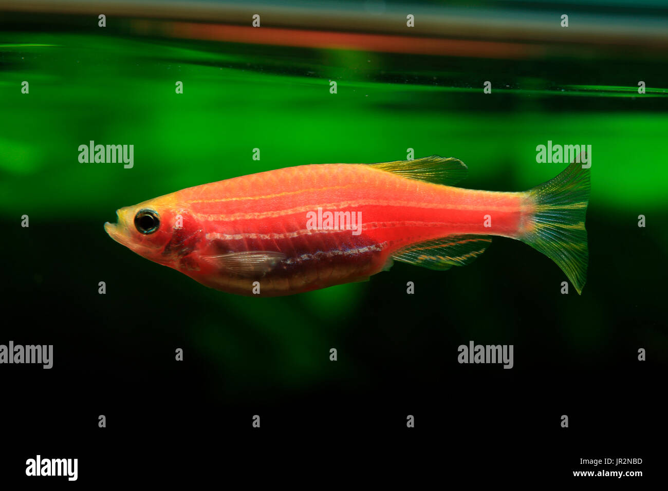 Zebrafish GloFish, genetically modified fluorescent fish Stock Photo ...