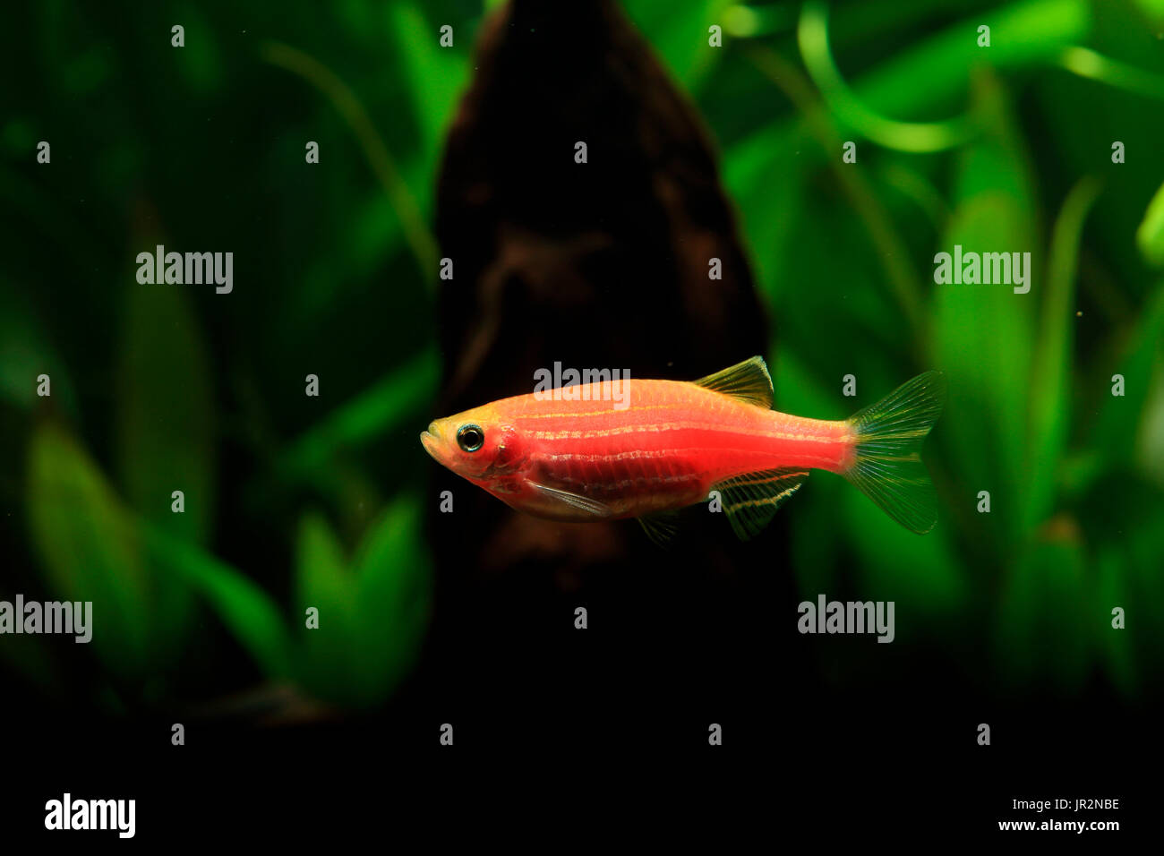 Glofish Zebra Fish