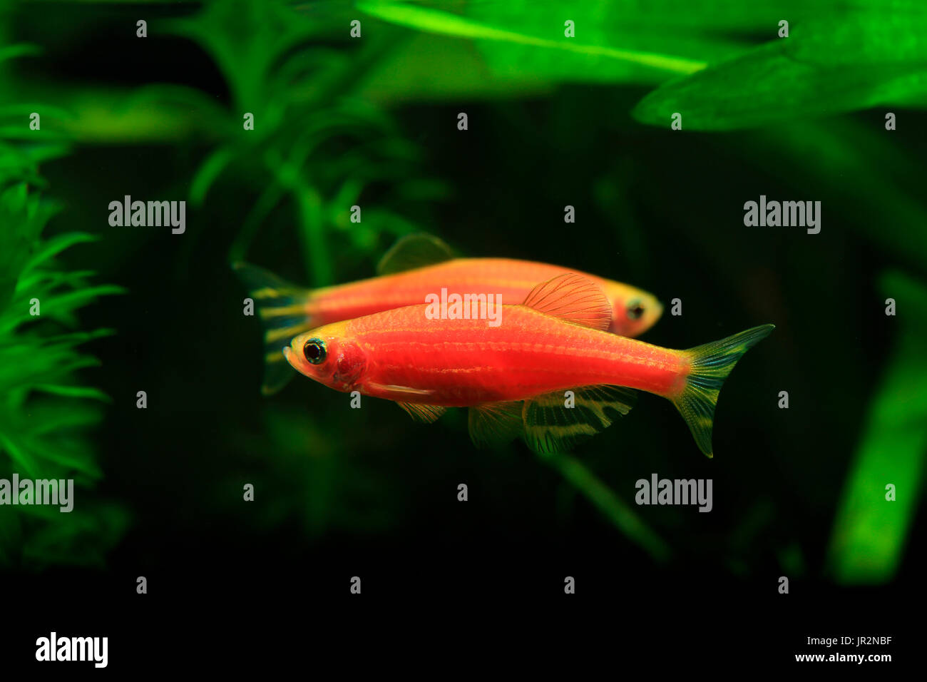 Danio rerio, wild hi-res stock photography and images - Alamy