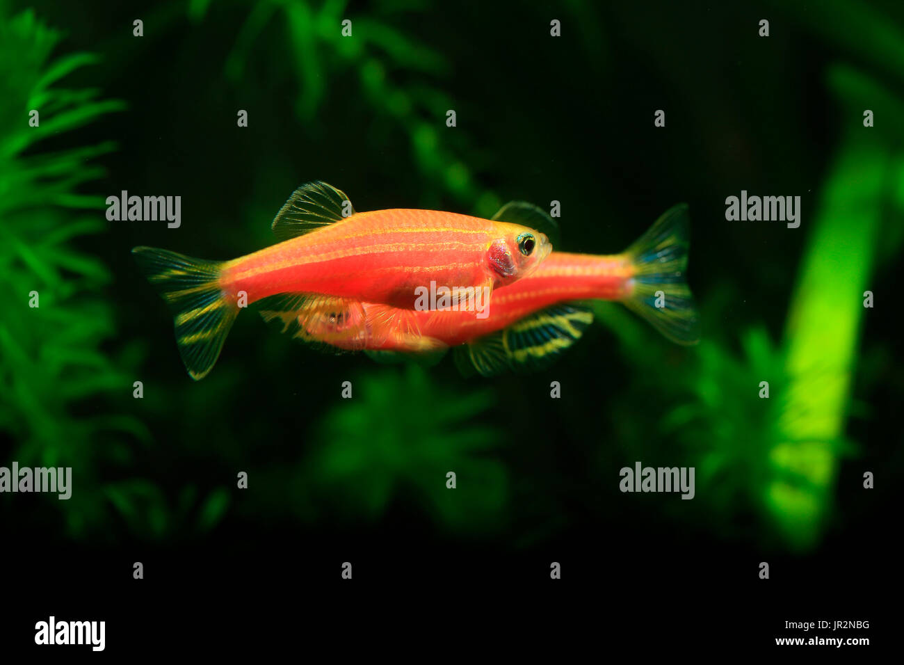 Zebrafish GloFish, genetically modified fluorescent fish Stock Photo ...