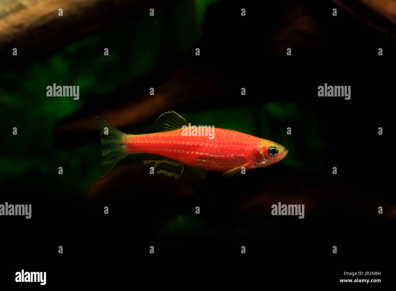 Danios High Resolution Stock Photography and Images - Alamy