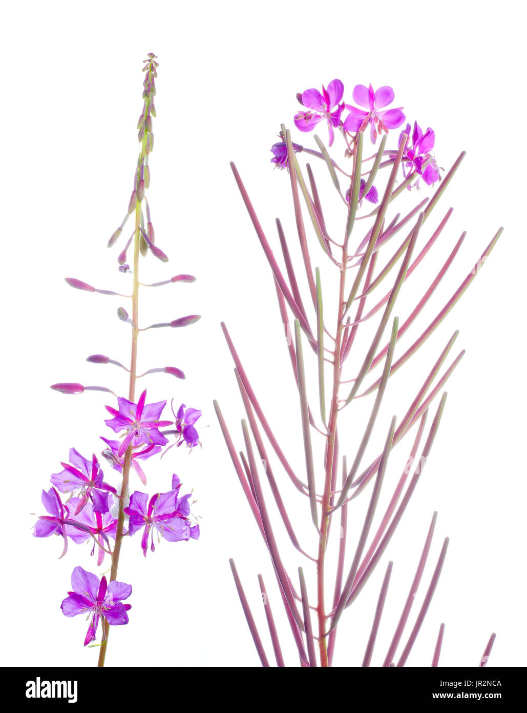 White fireweed hi-res stock photography and images - Alamy