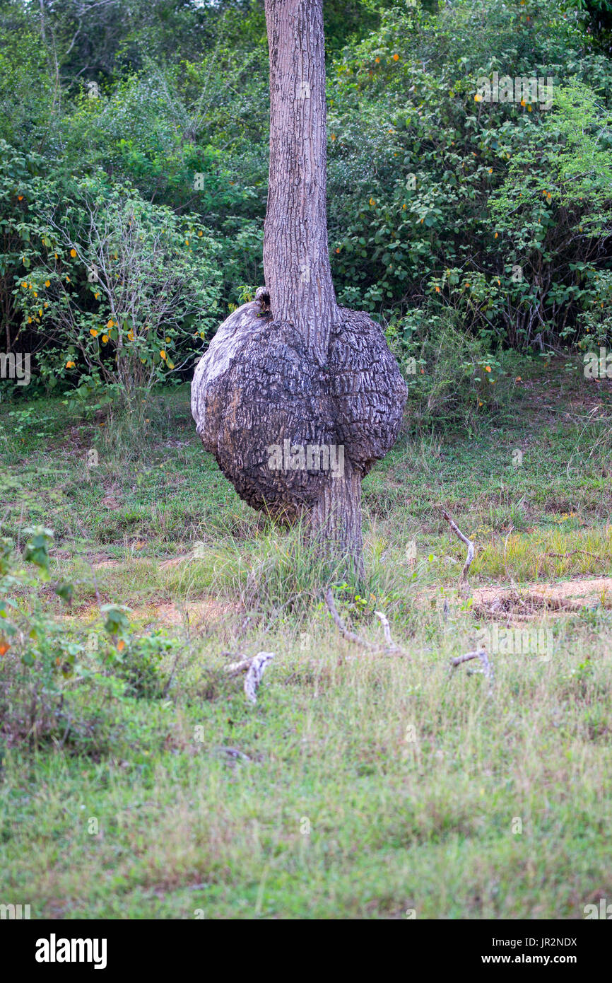 Tree Abnormality High Resolution Stock Photography and Images - Alamy