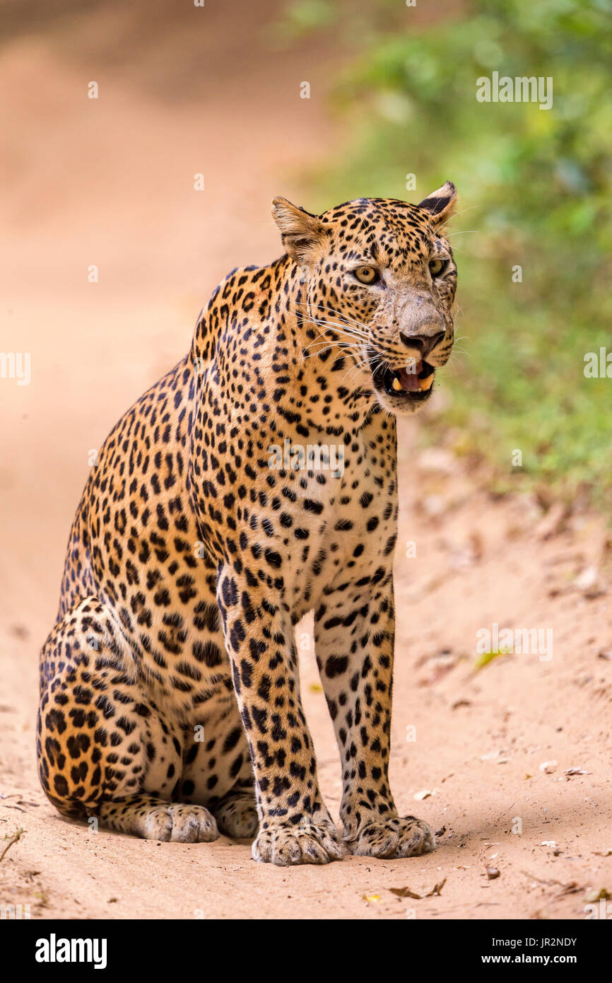 Sri Lankan Leopard Panthera pardus kotiya), Wilpattu national patk ...