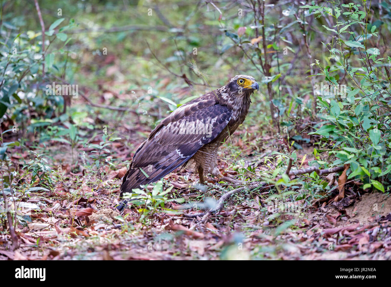 Eagle Eating Snake High Resolution Stock Photography and Images - Alamy