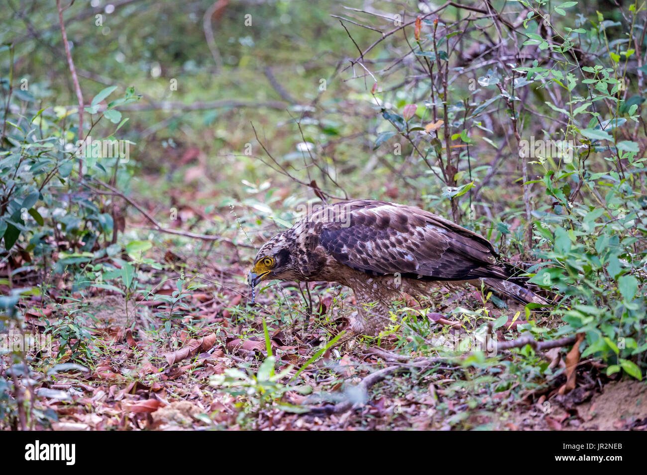 Eagle Eating Snake High Resolution Stock Photography and Images - Alamy