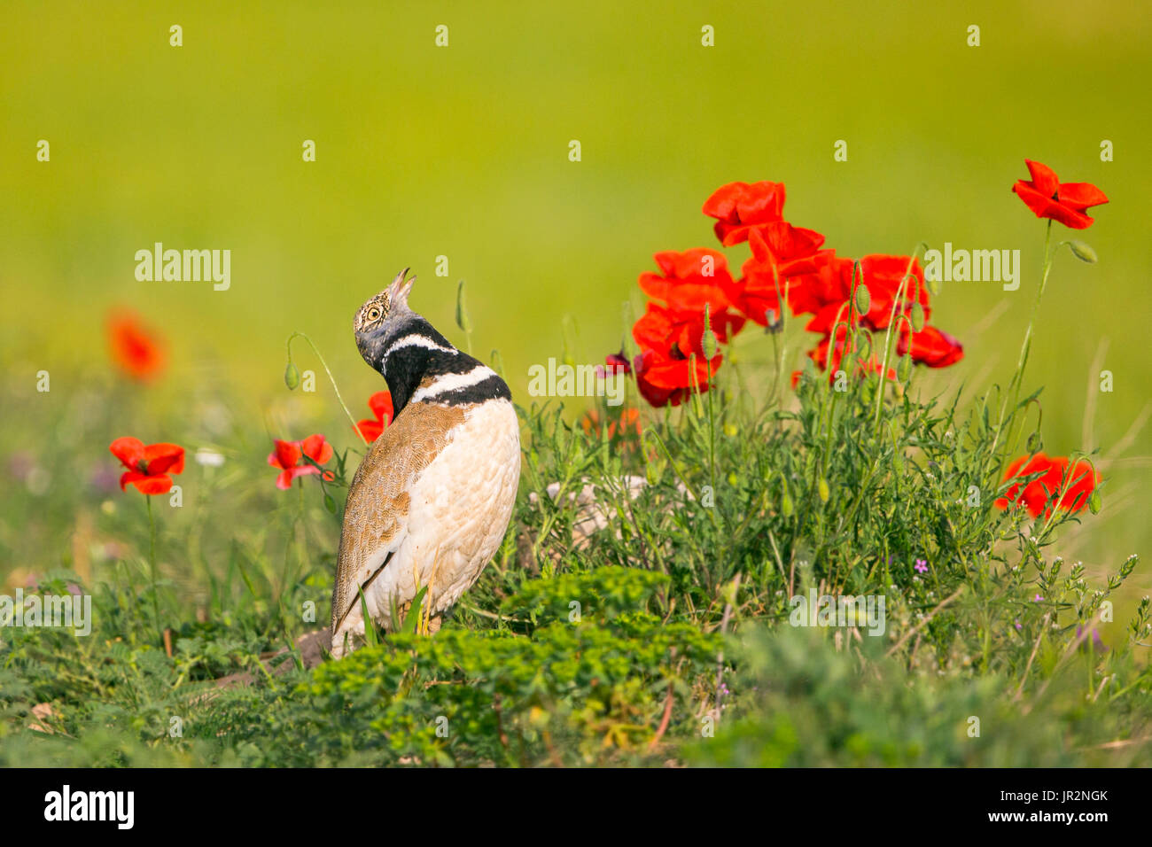 Little bustard (Tetrax tetrax), male displaying in a field with poppies ...
