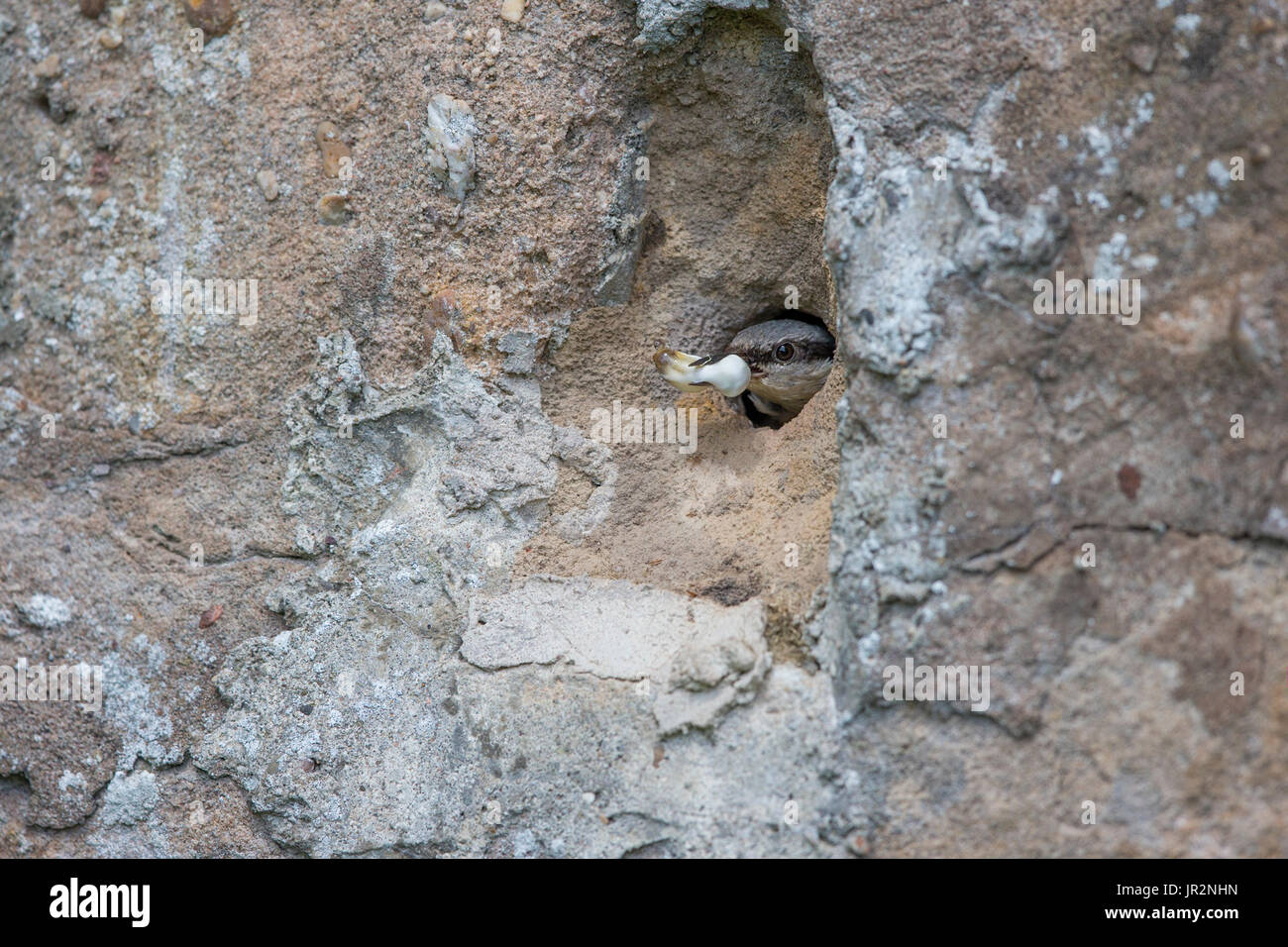Eurasian nuthatch or wood nuthatch (Sitta europaea), takes out a faecal ...