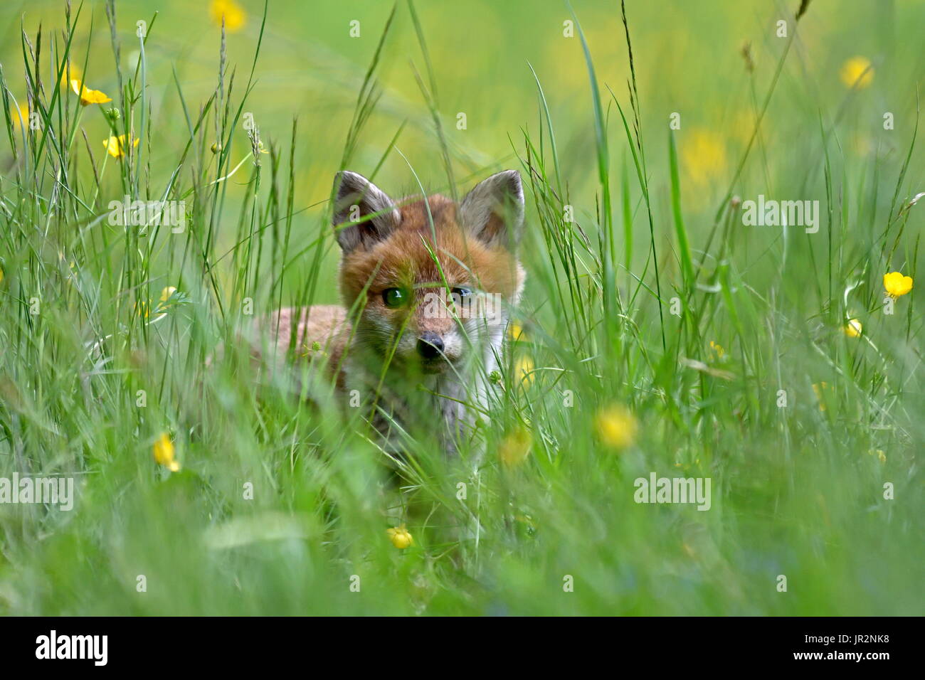 Red fox (Vulpes vulpes), young fox in meadow, Allenjoie, Franche-Comte ...