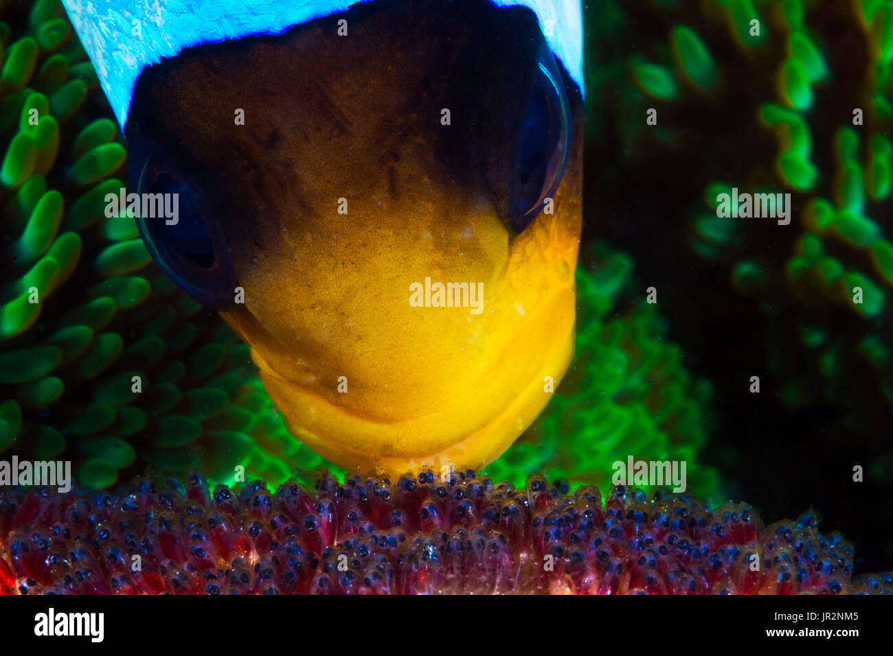 Mauritius clownfish (Amphiprion chrysogaster) male taking care of its ...