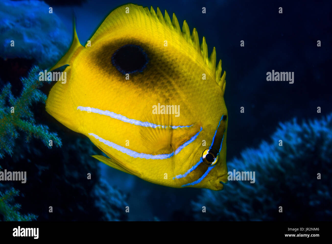 Bluelashed butterflyfish (Chaetodon bennetti), Mayotte Stock Photo - Alamy
