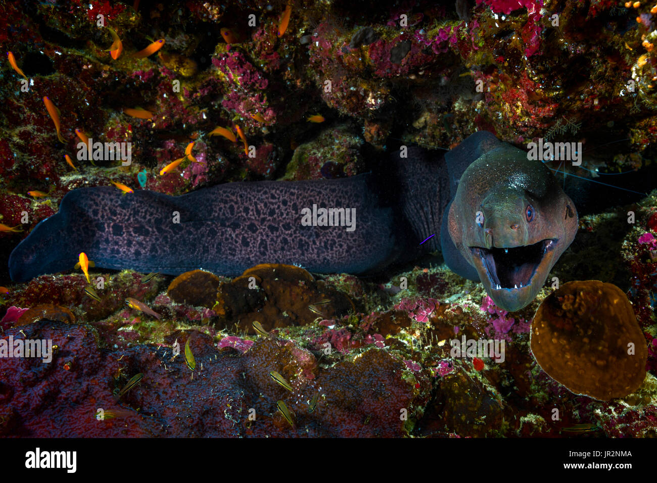 Giant moray (Gymnothorax javanicus) over reef, cleaned by small wrasses ...
