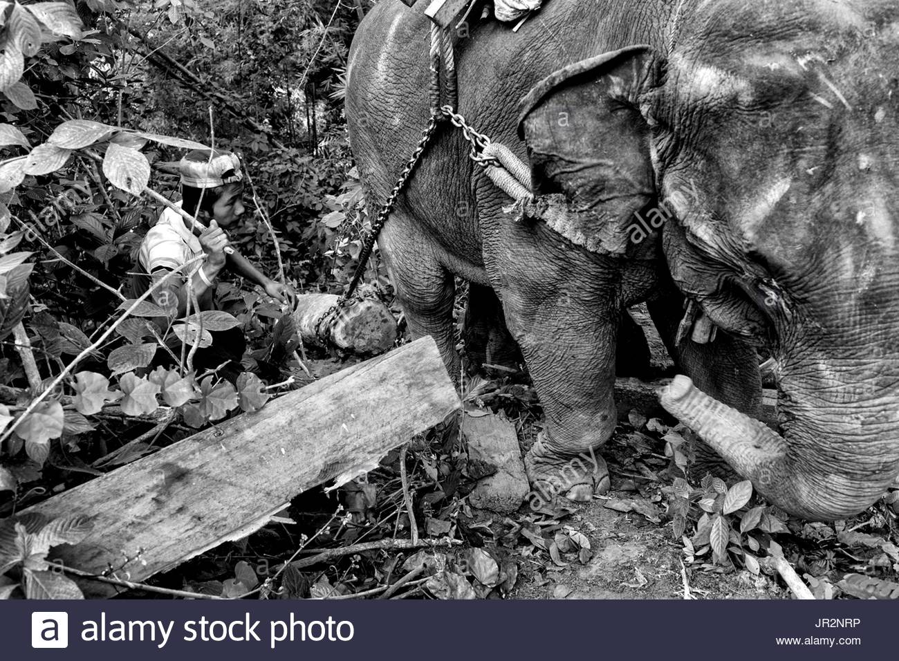 White Elephant Myanmar Stock Photos & White Elephant Myanmar Stock ...