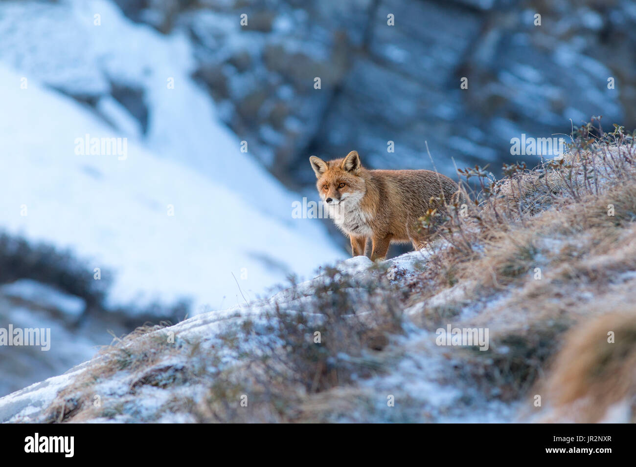 Red fox (Vulpes vulpes) in an alpine slope during a january morning ...