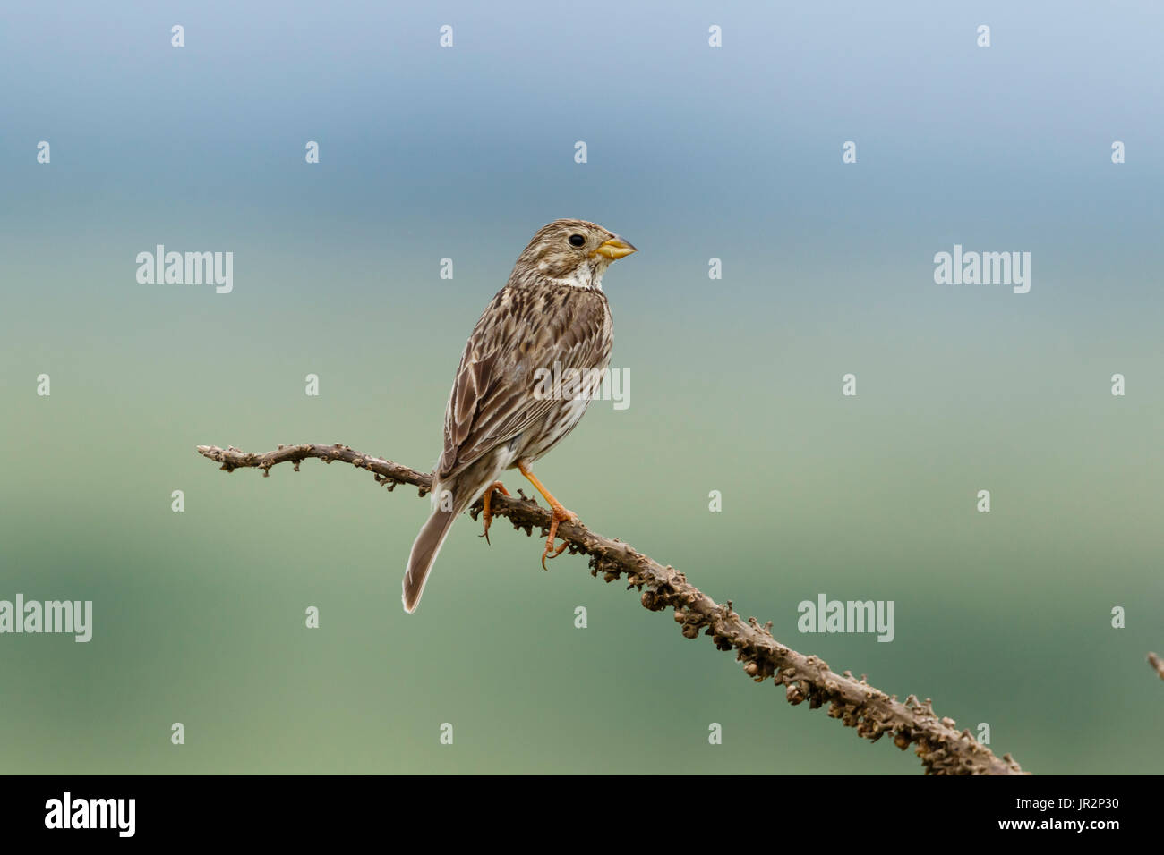 Bunting (Emberiza calandra) on a branch, Macin Mountains National Park ...