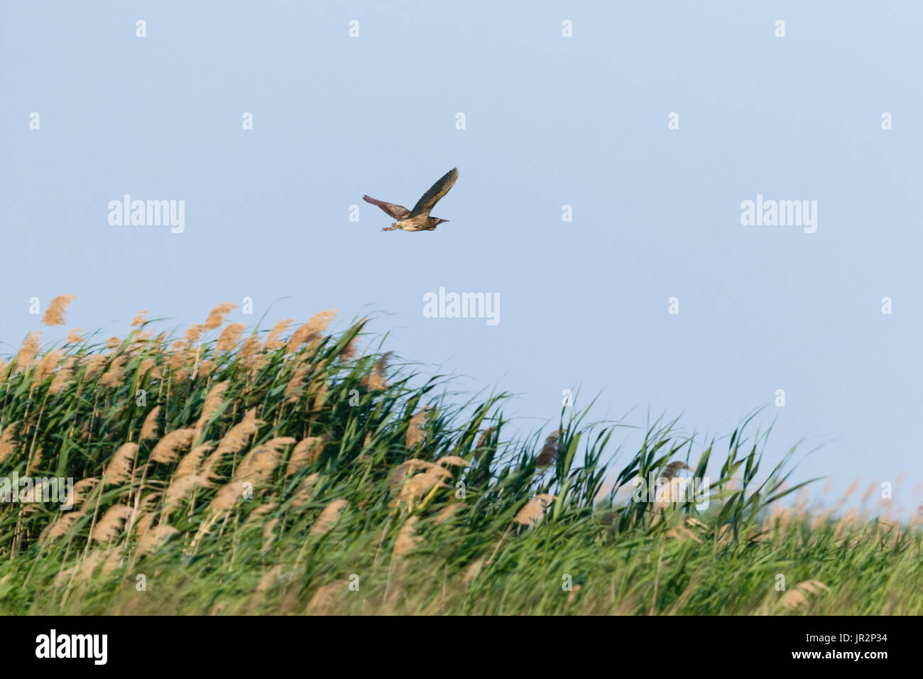 Great Bittern (Botaurus stellaris) in flight in Sinoe lacuna, Romania ...