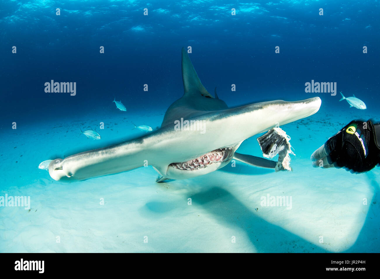 Hammerhead Shark Feeding