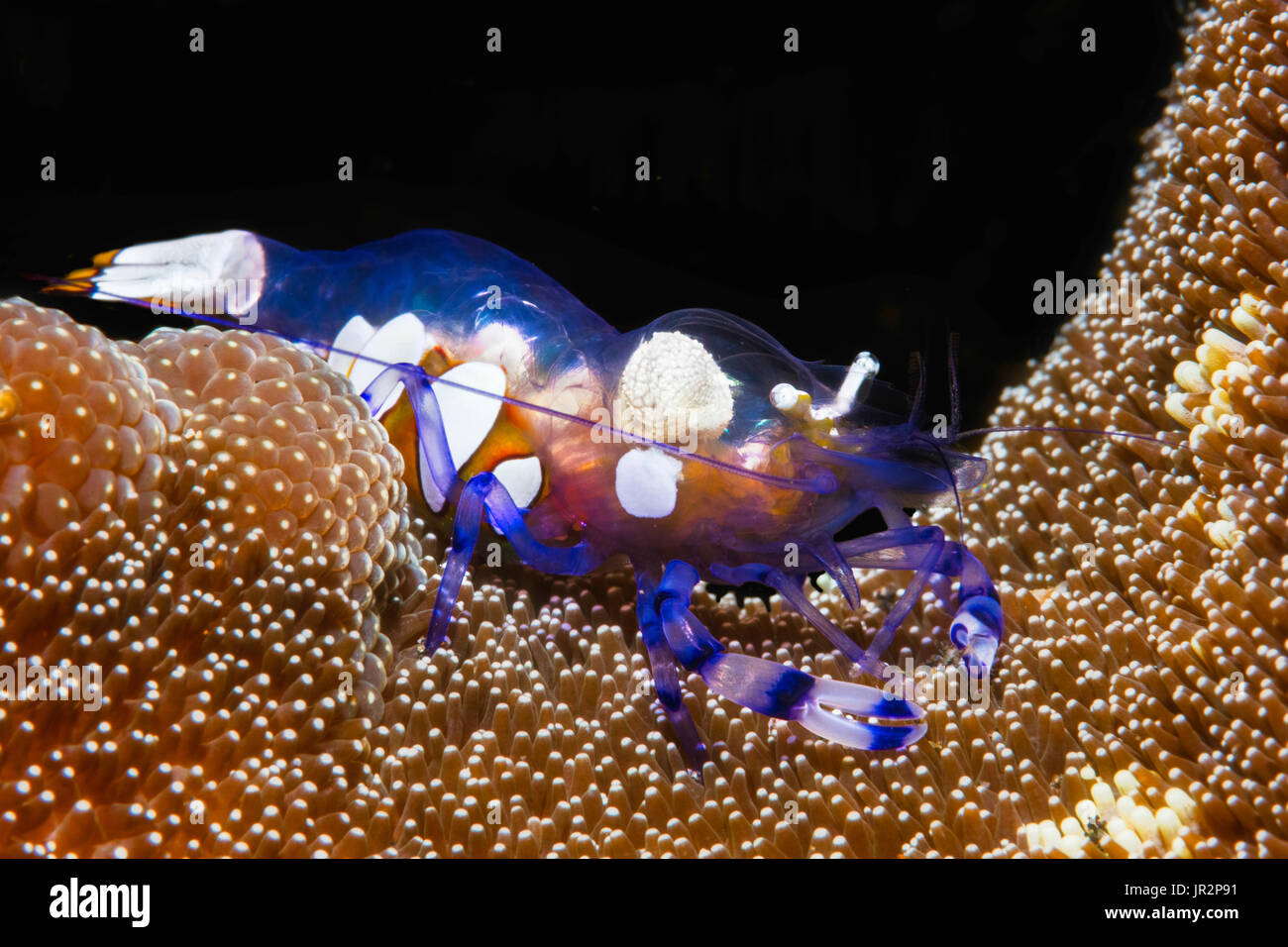 Anemone Shrimp (Periclimenes brevicarpalis) amongst tentacles of sea ...