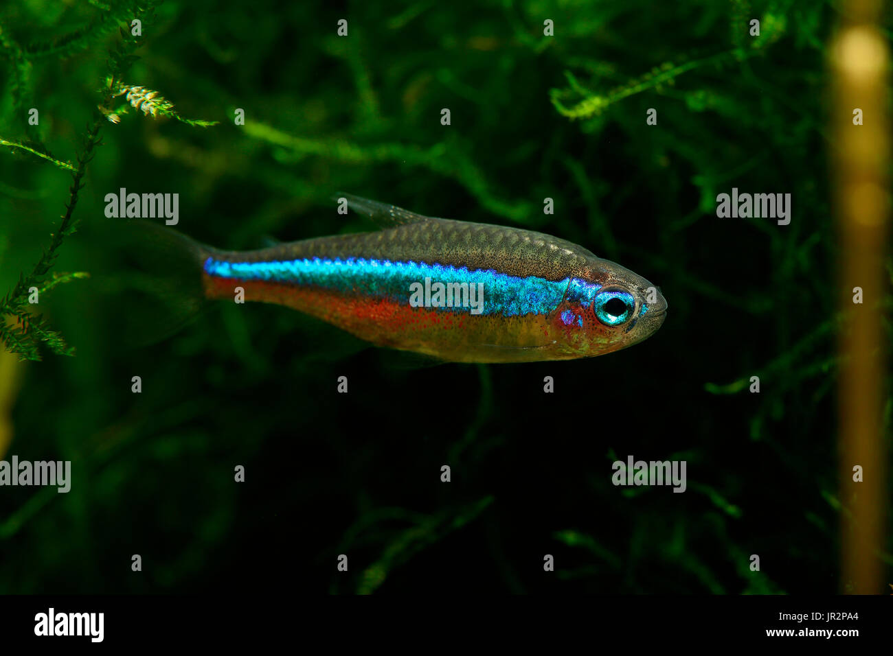 Green neon tetra ( Paracheirodon simulans) in aquarium Stock Photo - Alamy